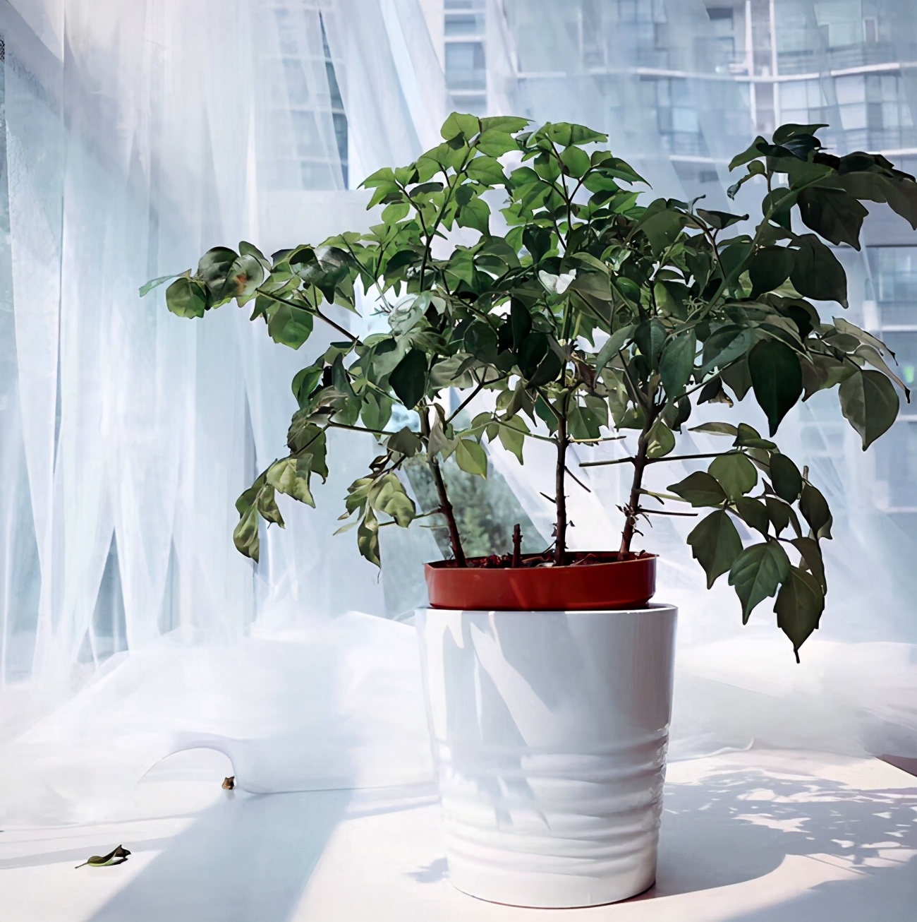 A tree of happiness that is green and full of people, do these points ...