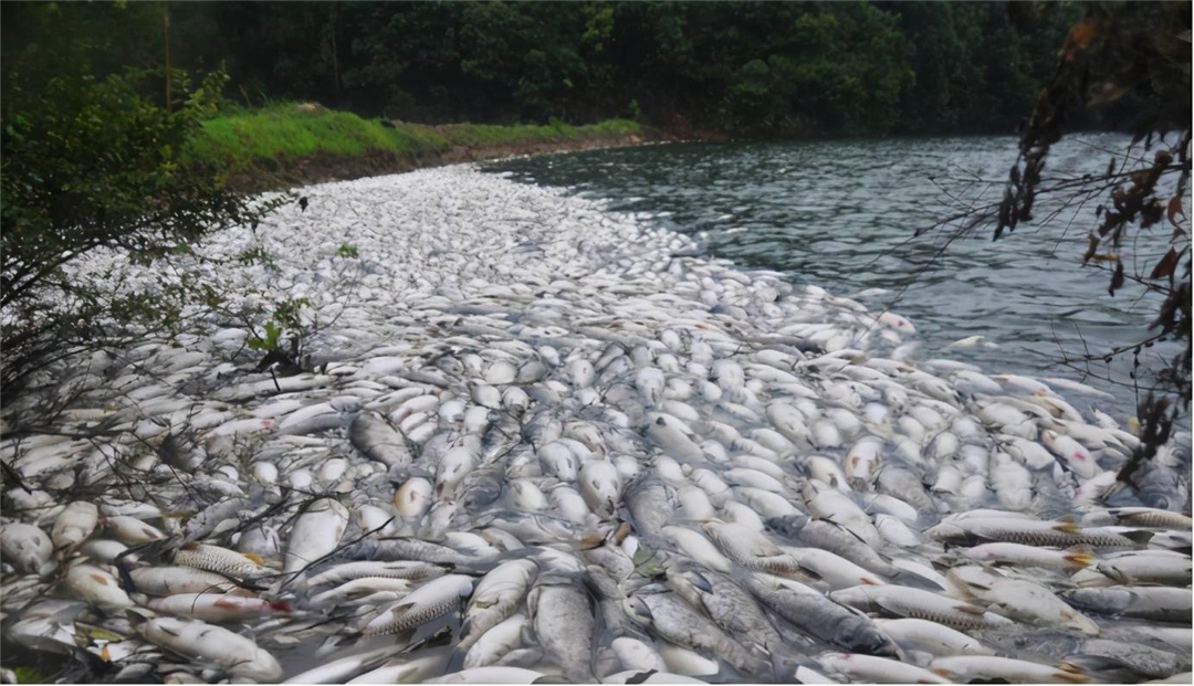 How horrible is hippo droppings?Thousands of fish were suffocated alive ...