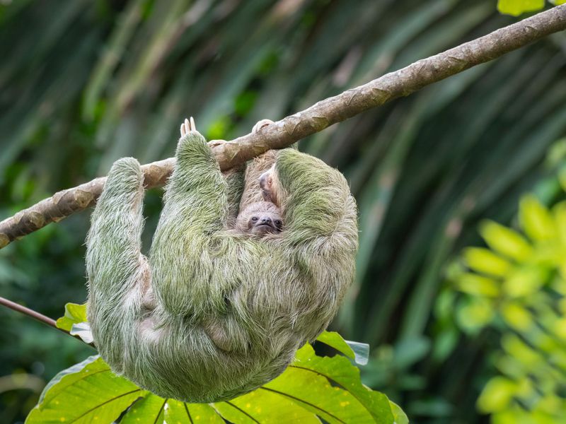 In the real version of "water monkey", the most dangerous thing is to ...