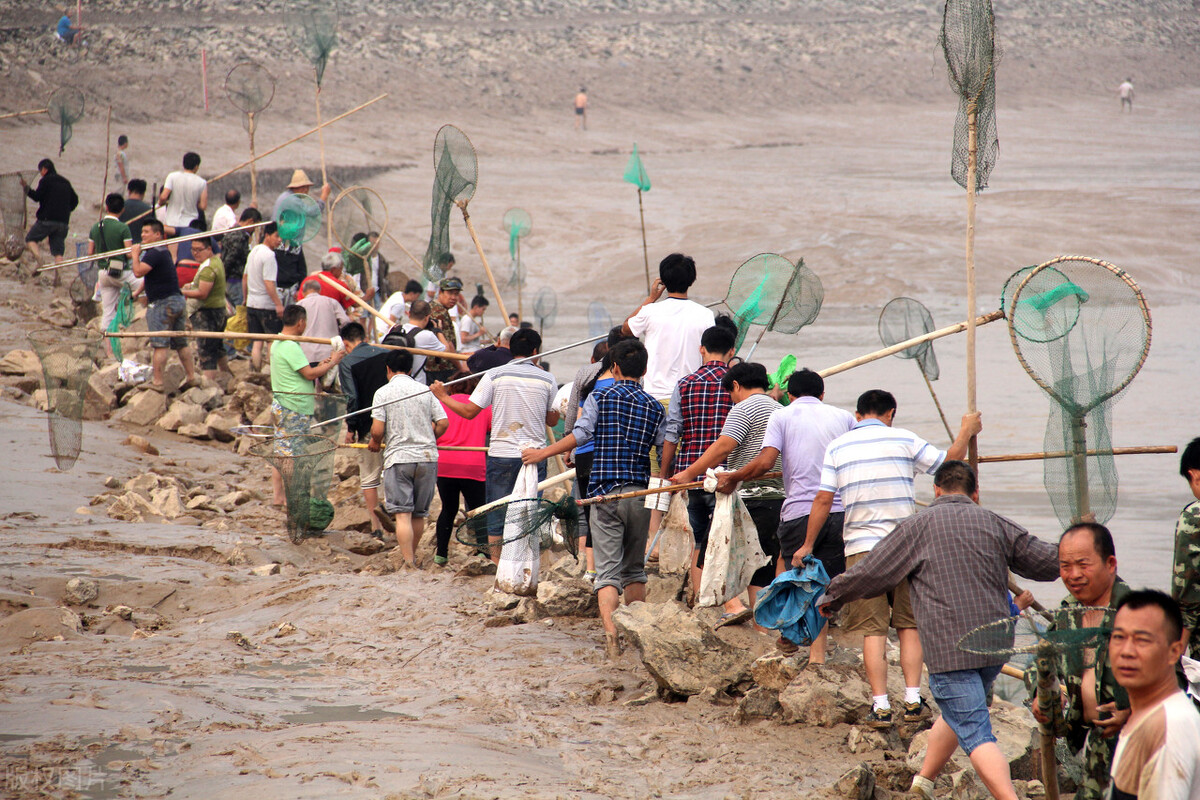 German mirror carp invaded the Yellow River and hybridized with ...