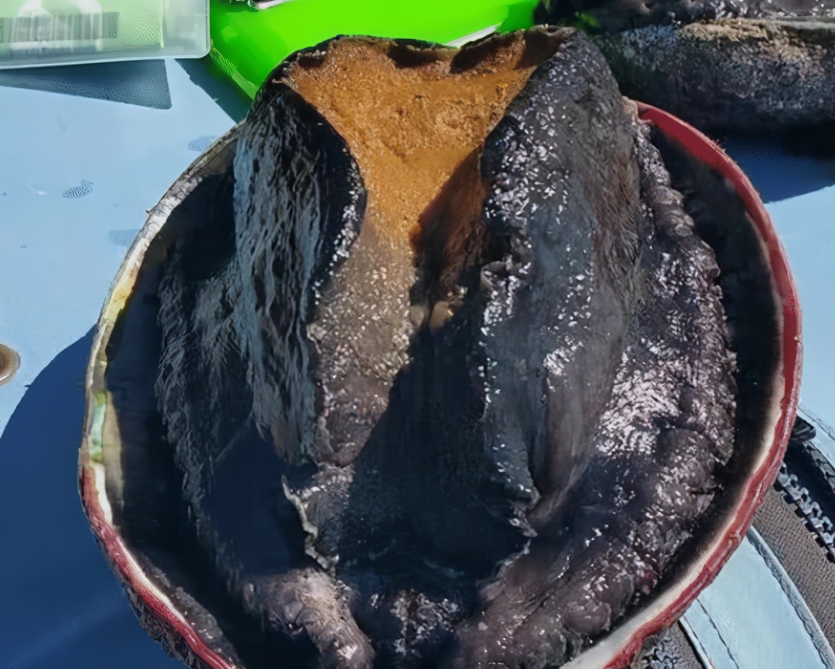 California red abalone, the largest abalone in the world, feeds 8 ...