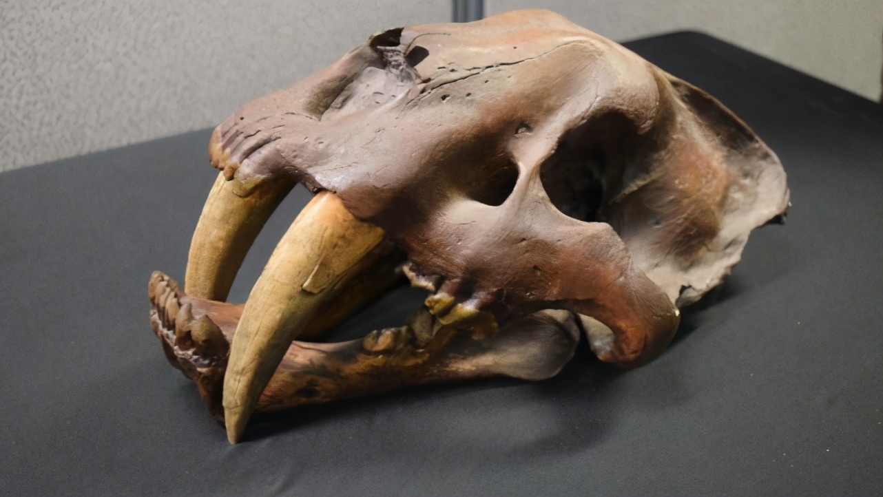 The saber-toothed tiger has 28 cm long teeth and its open mouth reaches ...