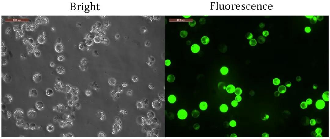 "Let's talk" Maize Protoplast Isolation and Transformation Protocol ...