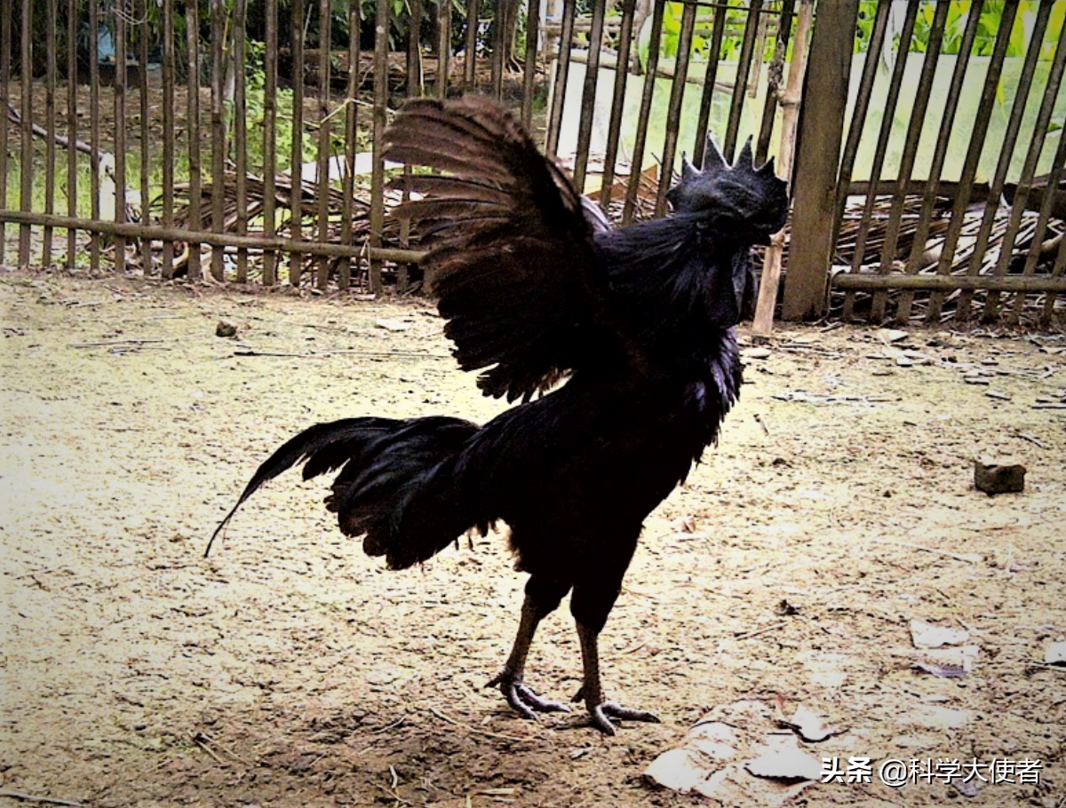 Indonesia's rare "Lamborghini chicken": worth up to 16,000, collectors ...
