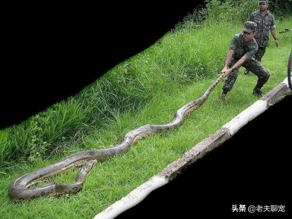 "Millennium Kill" is actually entangled by the death of the python, the ...