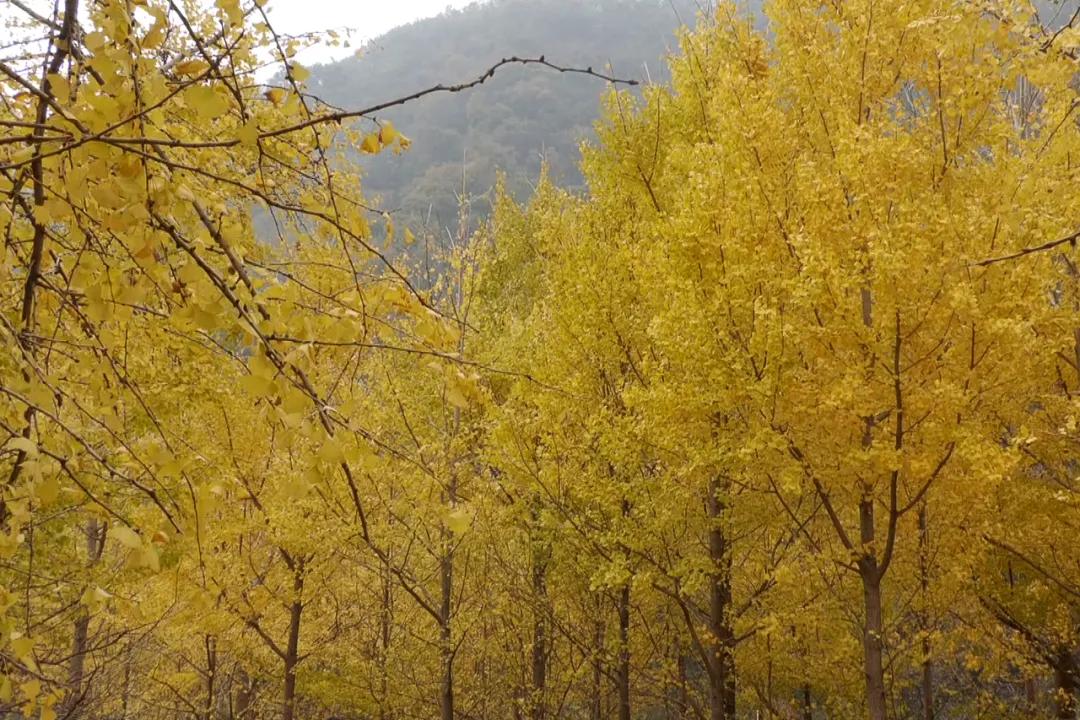 CCTV "Remember Homesickness" film crew walks into Anlu Qianchong - iNEWS