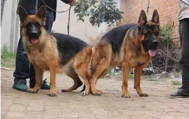 Why do dogs lock up back to back after mating?Isn't it dangerous? - iNEWS