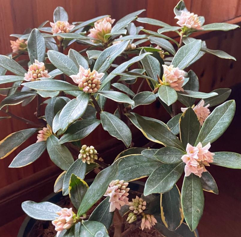 Phnom Penh Ruixiang, blooming all over the yard and scented, but ...