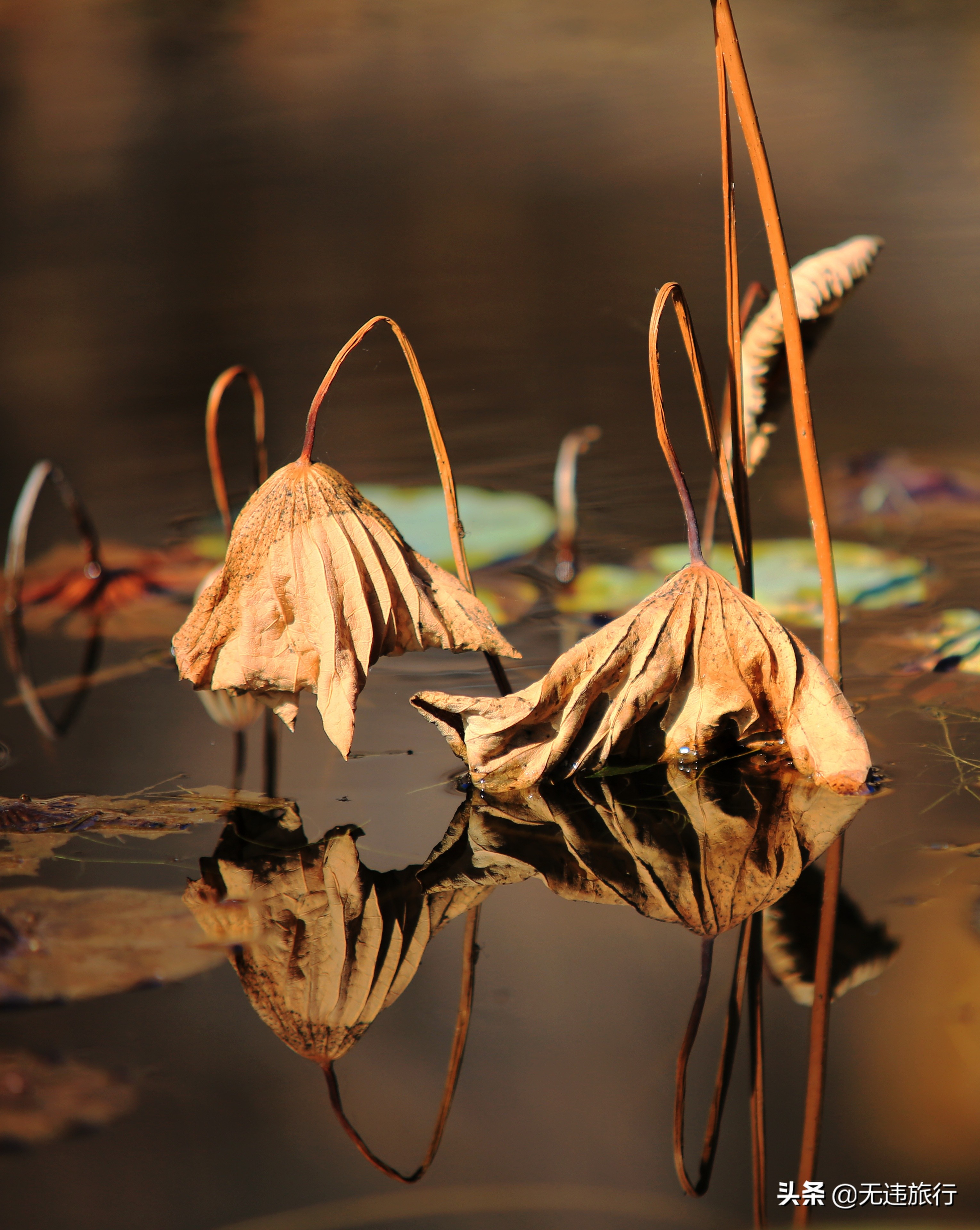 Dali Cangshan Botanical Garden: The garden is among the flowers, and ...