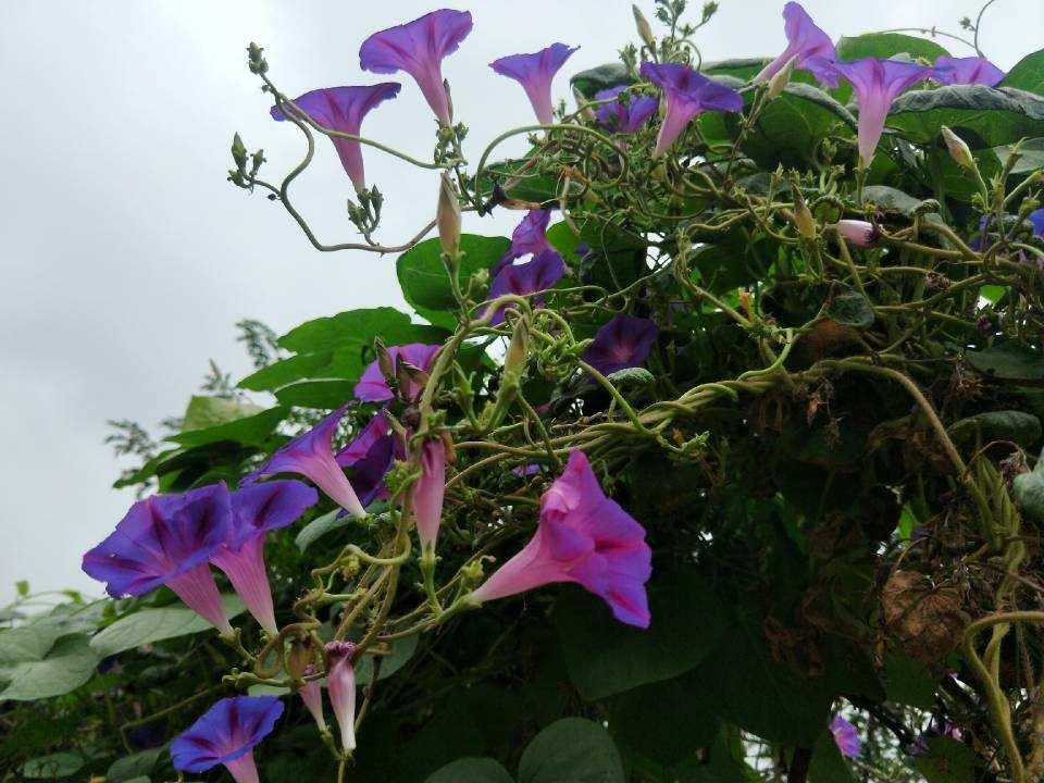 Get used to seeing ordinary colors, try changing to morning glory ...