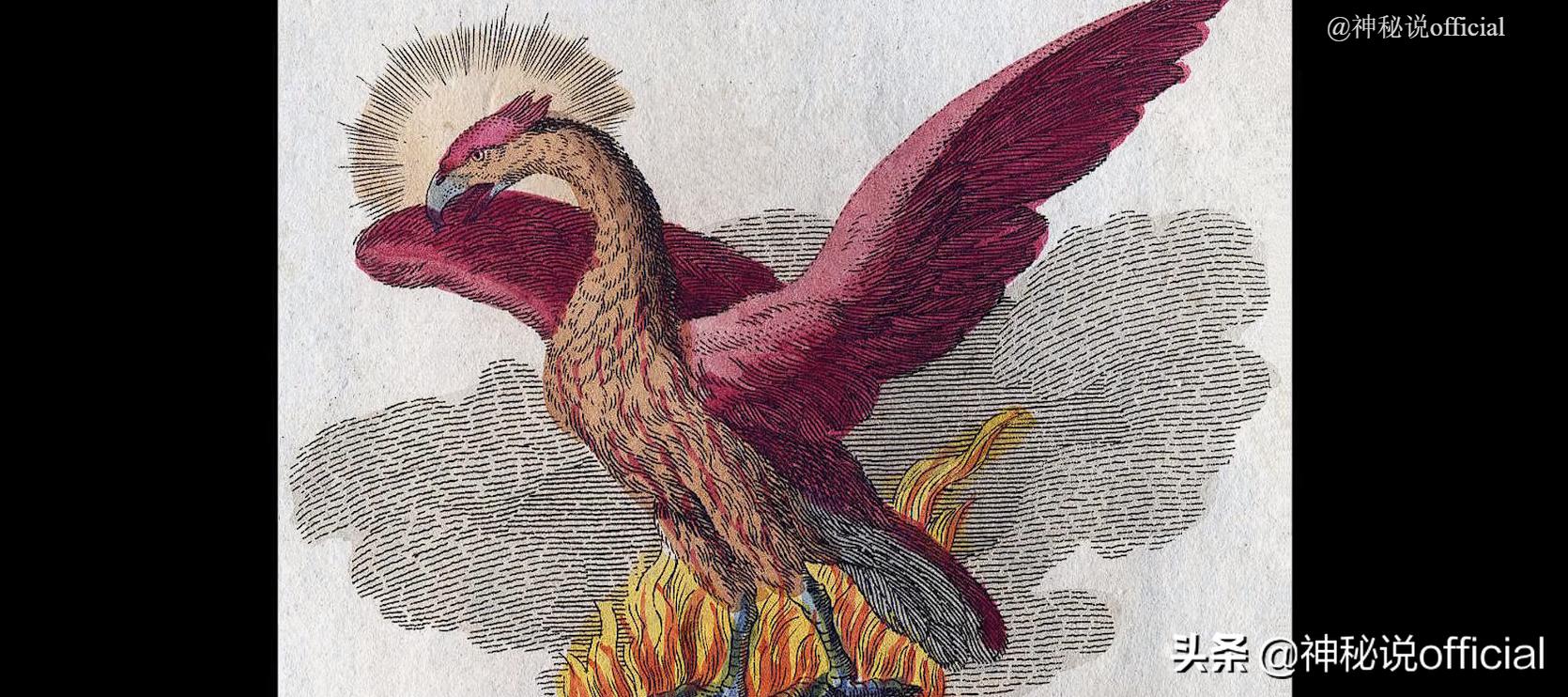 The "black phoenix" was photographed in the northeast, with a huge body ...