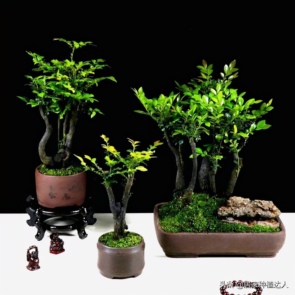 The small leaf red sandalwood bonsai is easy to feed, not afraid of ...