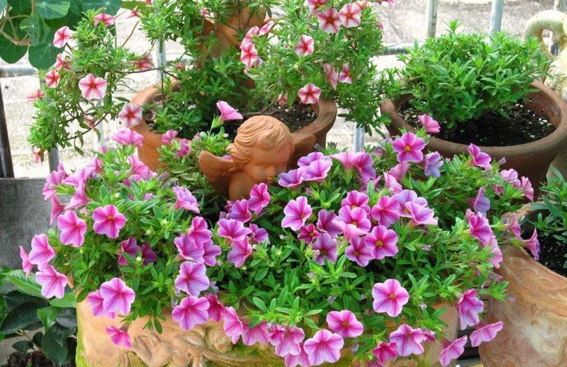 Visit the flower market in May and see eight kinds of flowers. Don't ...