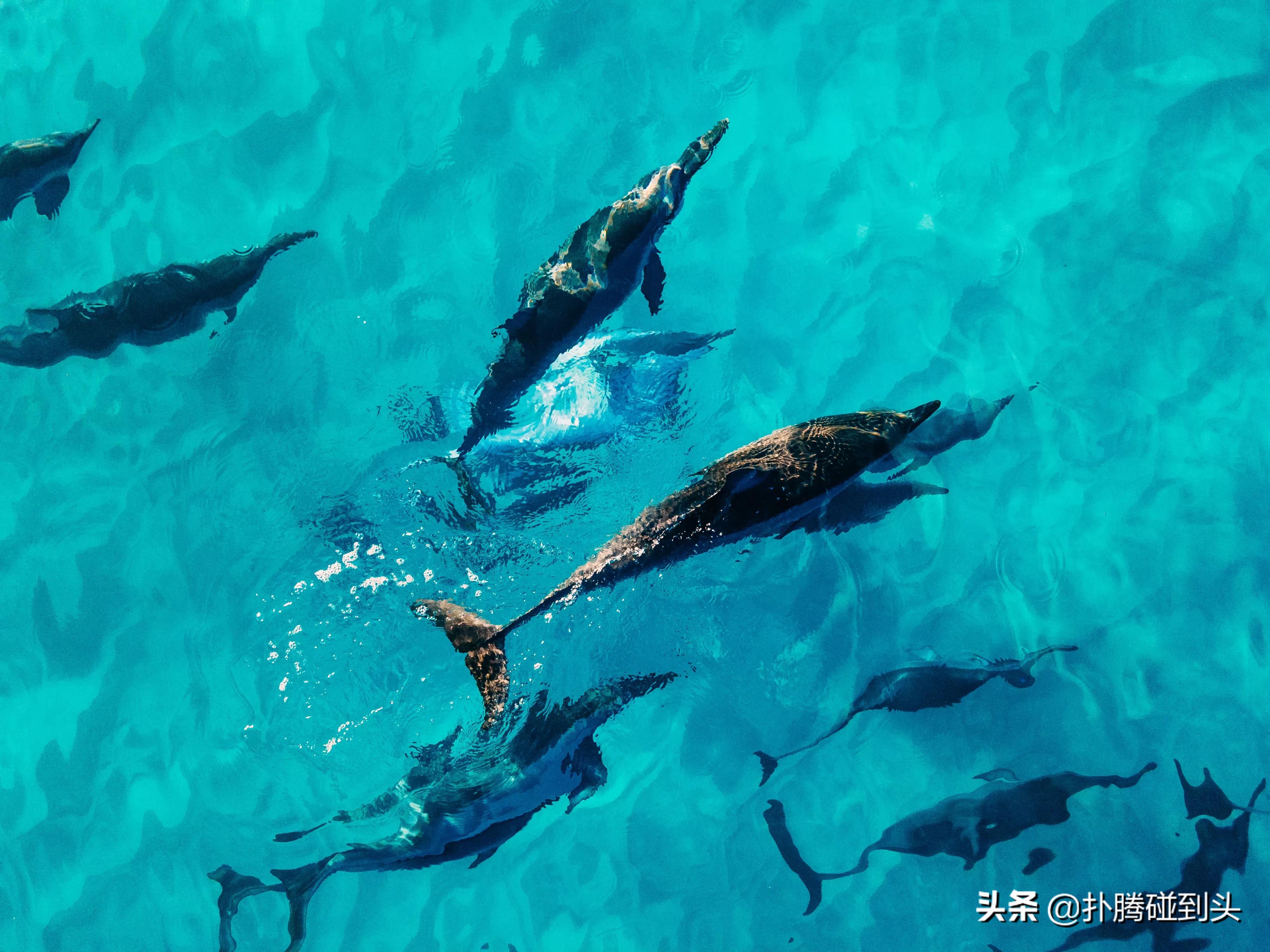 Why do whales "sing" - iNEWS