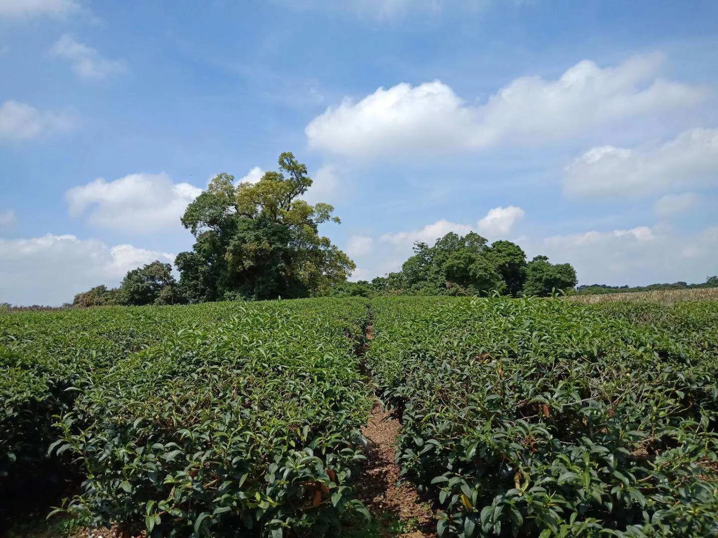 Taiwan Travel Notes No. 32: Yuanlin Tengshan Trail - iNEWS