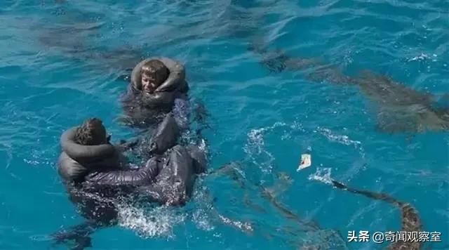 The largest shark cannibalism in history, hundreds of people were eaten ...