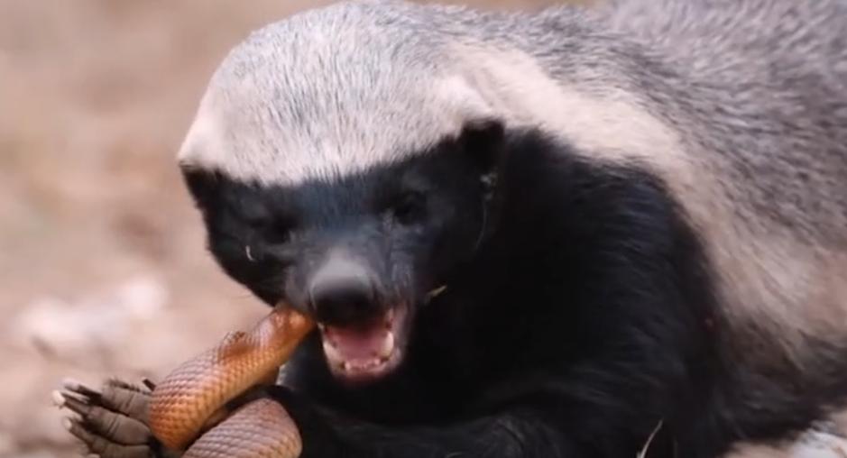 "African Grim Reaper" Black Mamba's life-threatening kiss, but the two ...