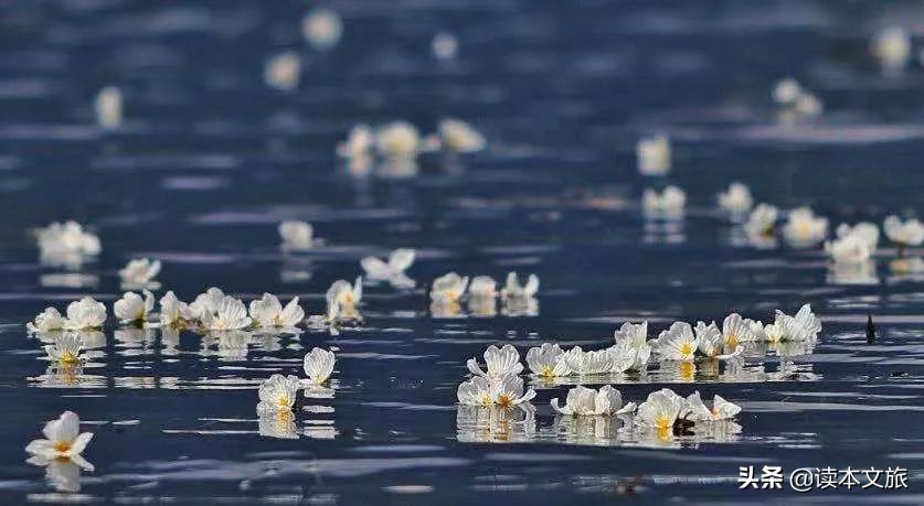 Sea cauliflower in Lugu Lake, yyds - iMedia