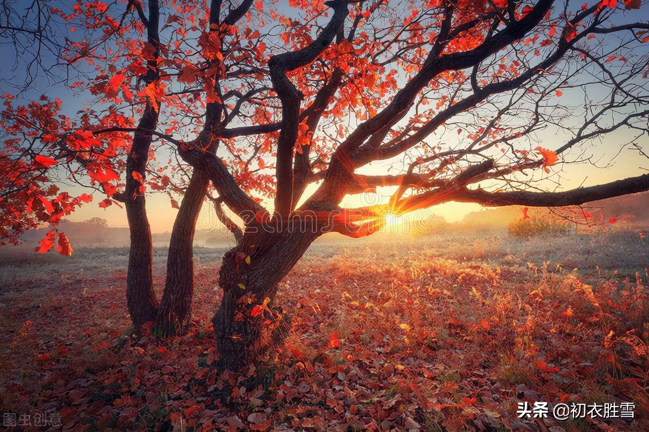 Early Winter Six Ancient Poems of Mingli Mangroves - iNEWS