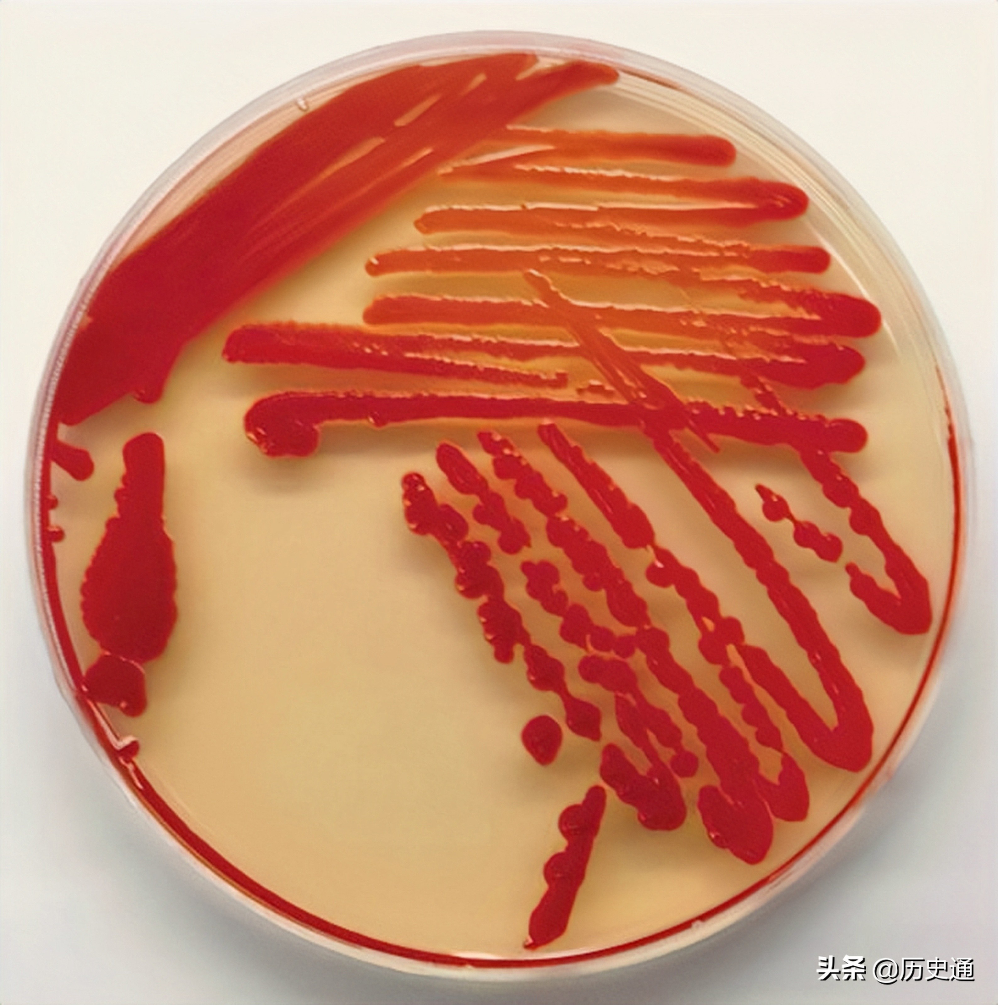 How ruthless the U.S. military is!In order to test bacterial weapons ...