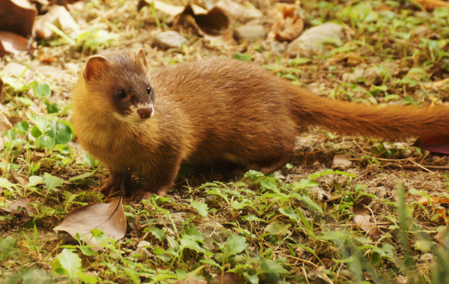 How powerful is the weasel known as the "Huang Daxian"? Why don't you ...