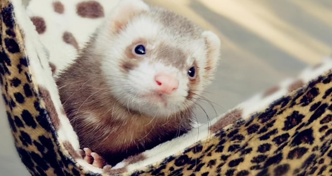 Angelu Mink: This dumb mink is a bit cute, making people willing to be ...