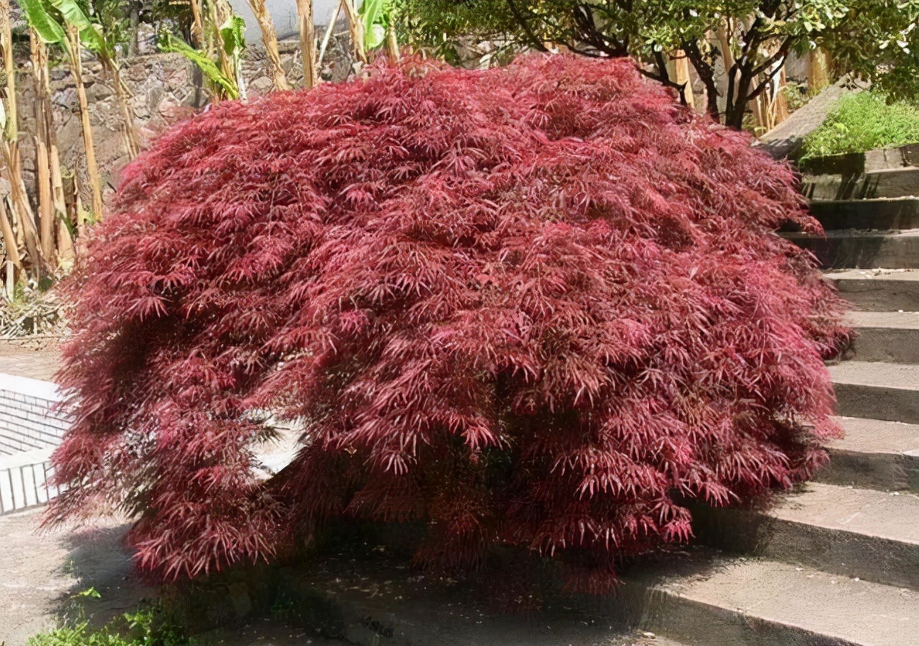 Rare garden ornamental maple from Japan-plant non-test tube efficient ...