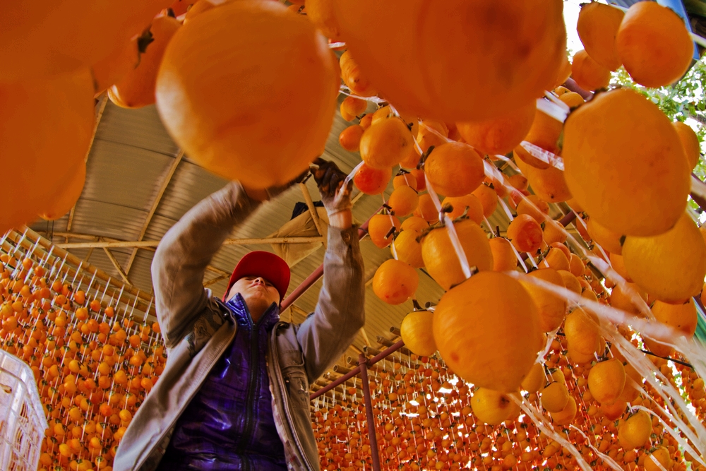 A glimpse of the golden persimmon and persimmon village - iNEWS