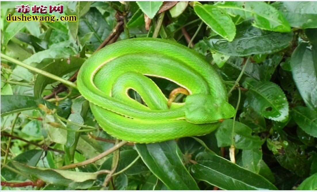 The green bamboo leaf snake actually used a beauty trick to molested ...