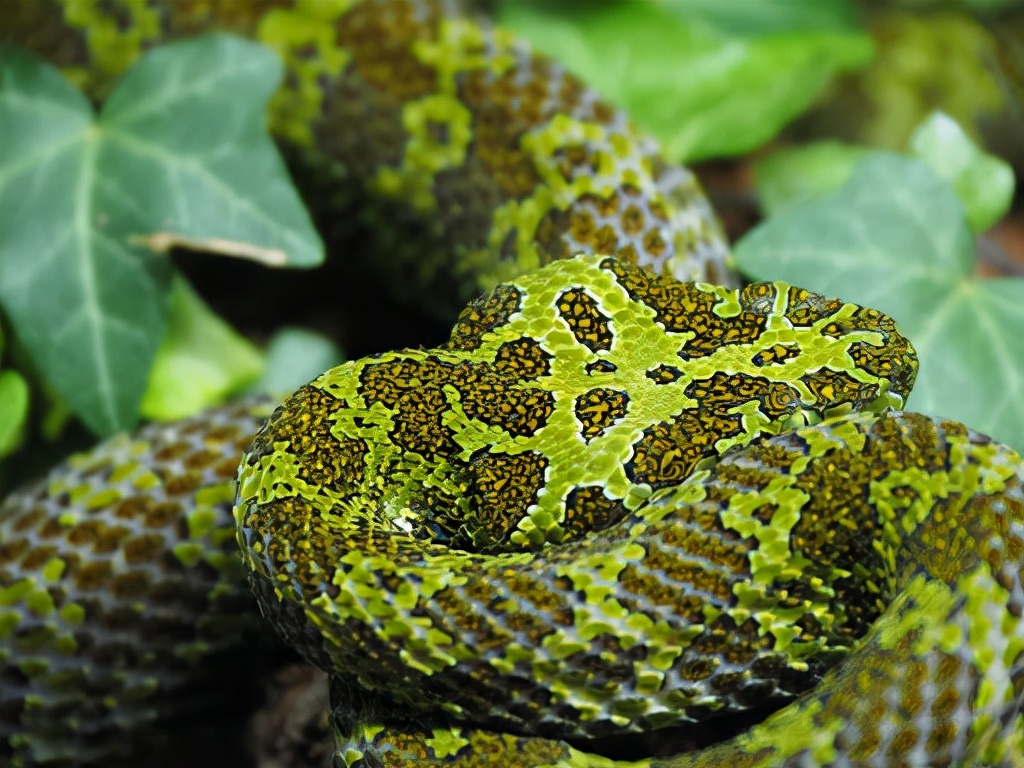 A snake sells for one million?Called the giant panda among snakes, it ...