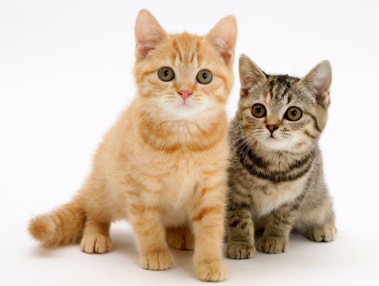 These five most famous "Chinese Pastoral Cats", which one do you know ...