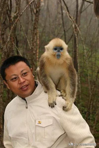 Which is the more popular golden monkey or Tibetan chief monkey? - iNEWS