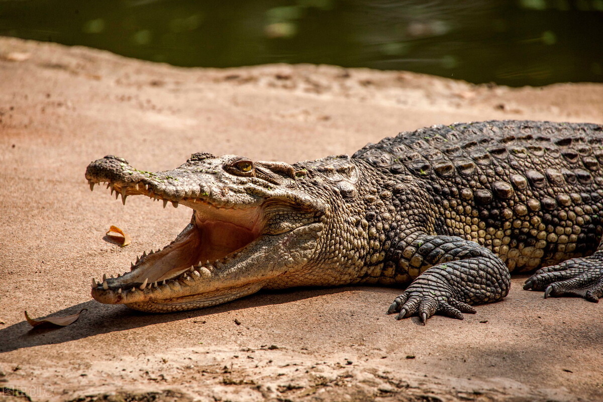 The top killers in the Amazon, the crocodiles all choose to die ...