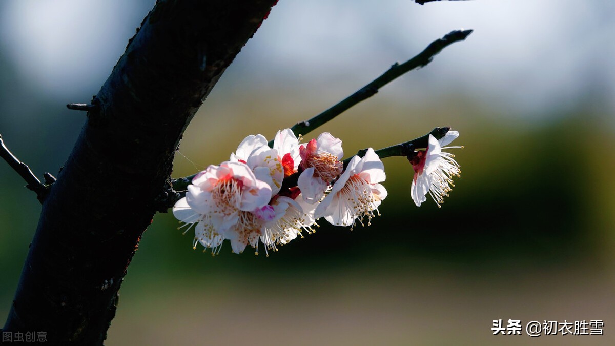 Appreciation of Seven Plum Blossoms in Early Winter - iNEWS