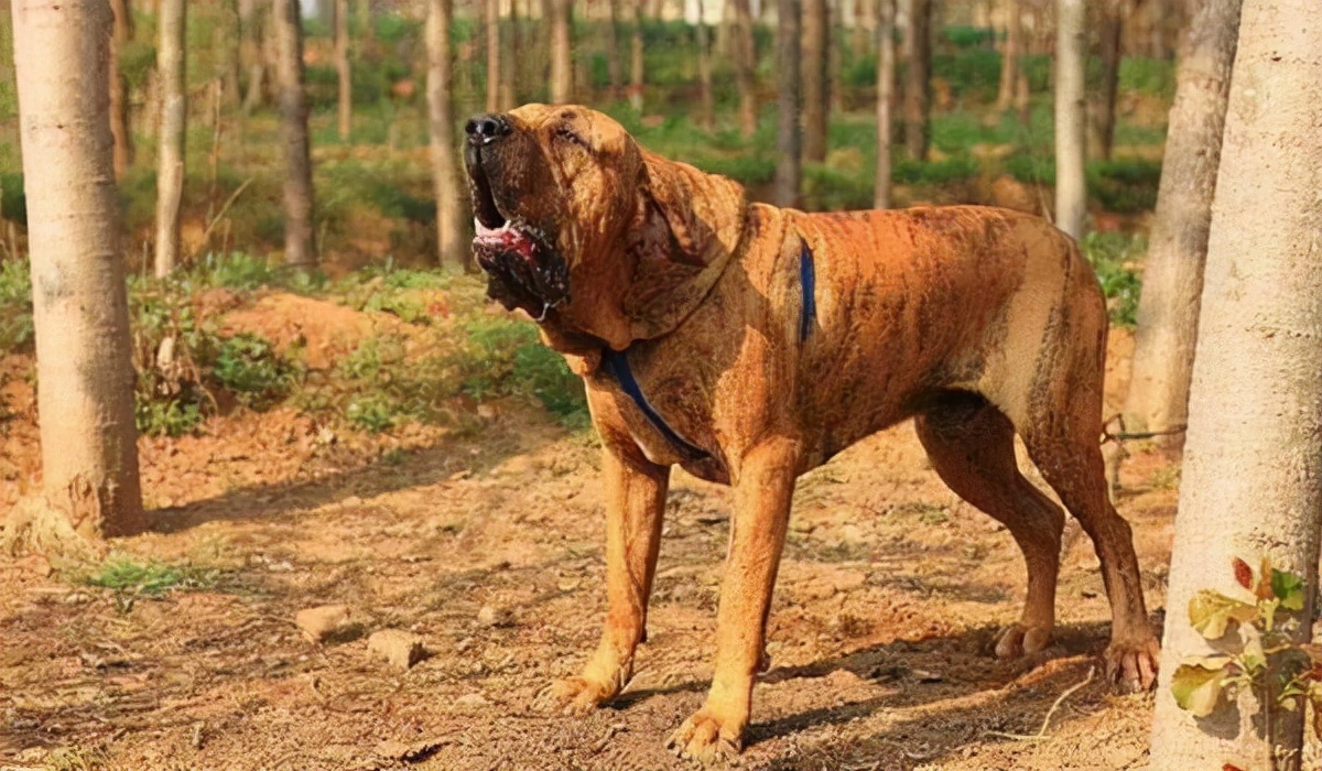 Run away if you encounter it!The ten most ferocious dogs in the world ...