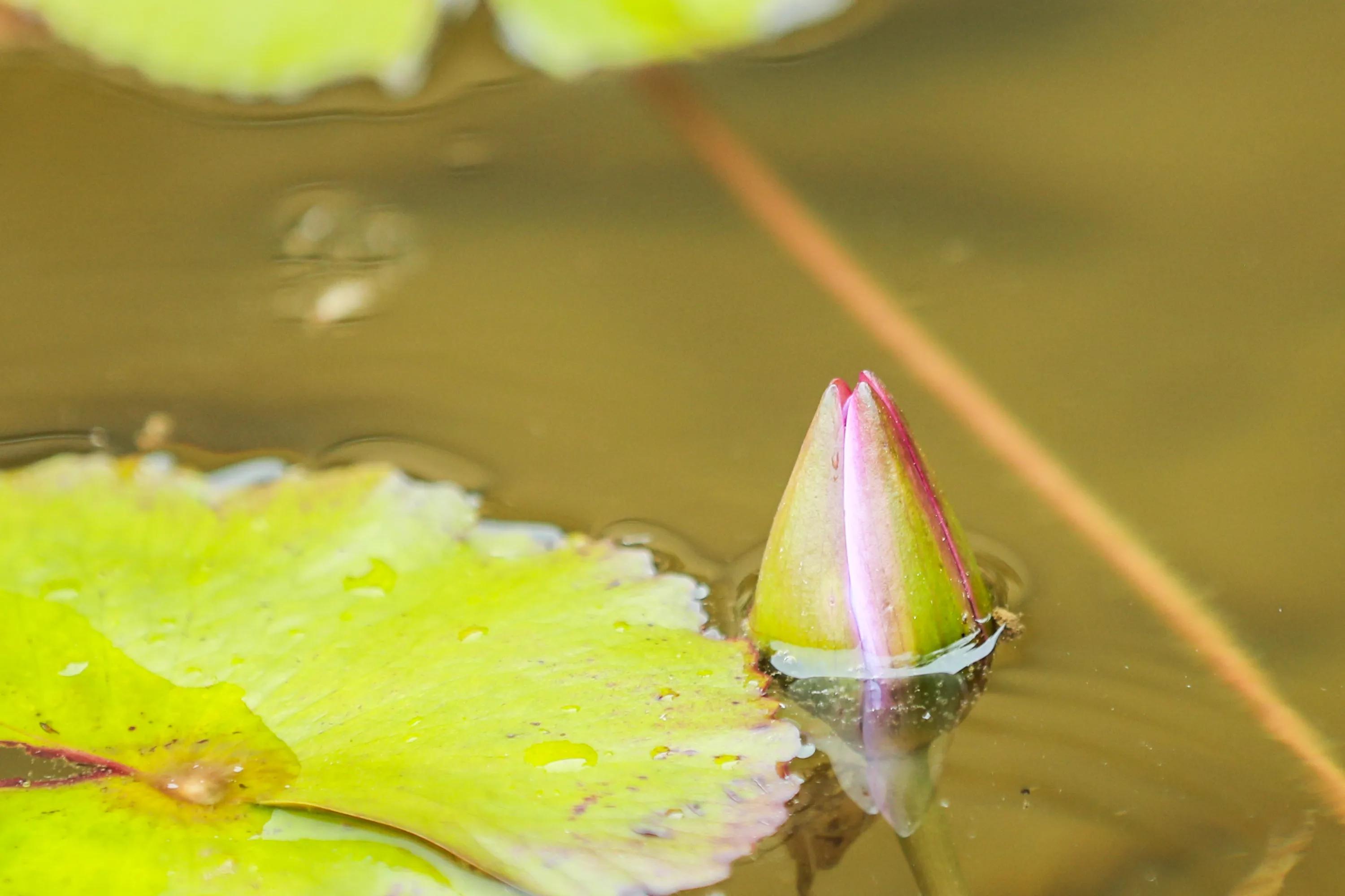 Water Lily Budding Zhilan Valley - iNEWS