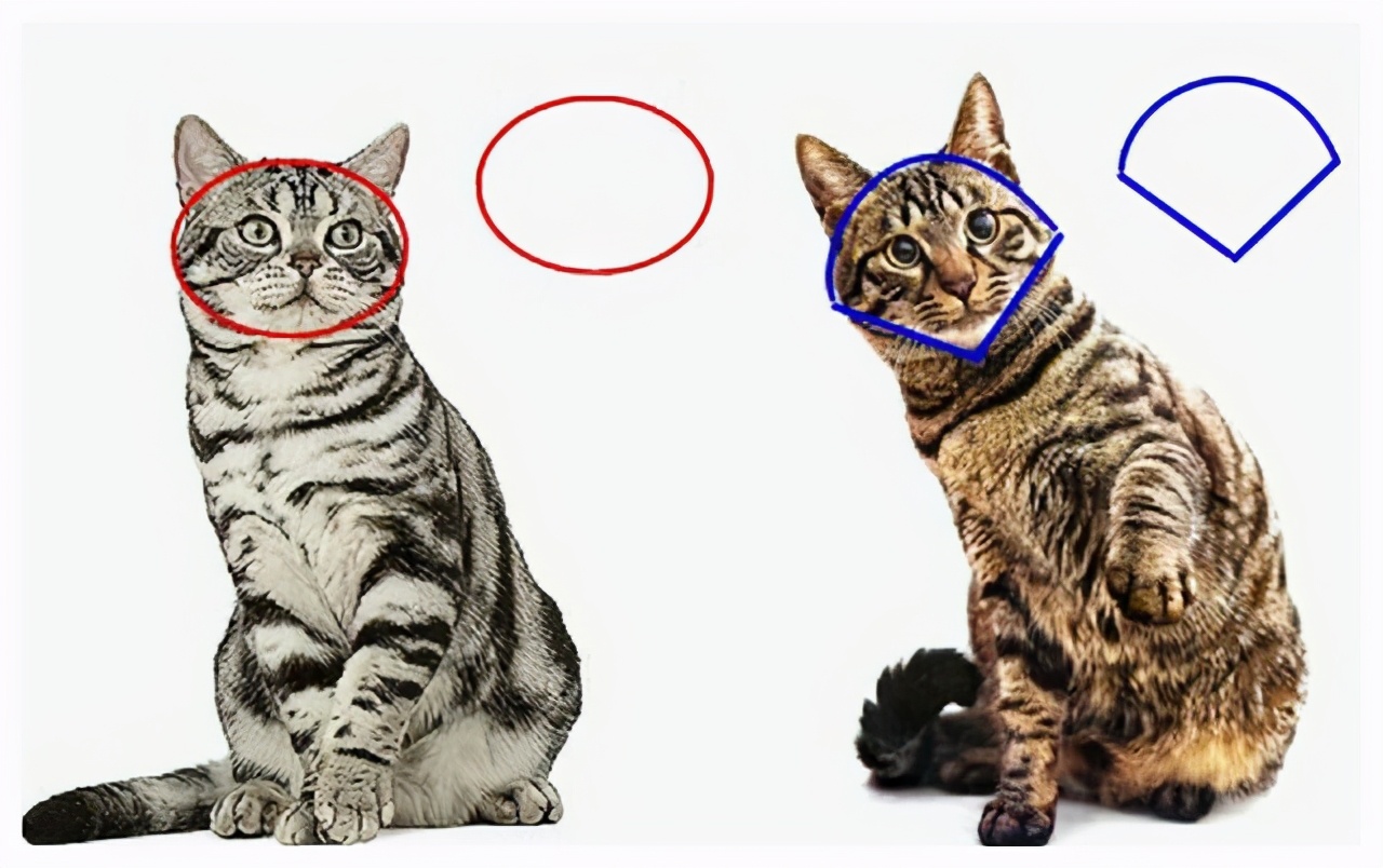 How to distinguish between "Beautiful Shorthair" and "Tanuki Cat"?Learn ...