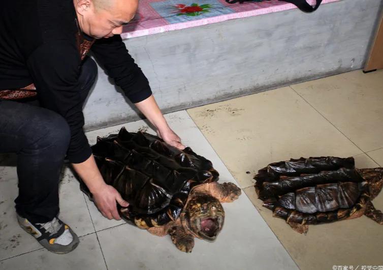 The most ferocious alien species-crocodile turtle - iNEWS