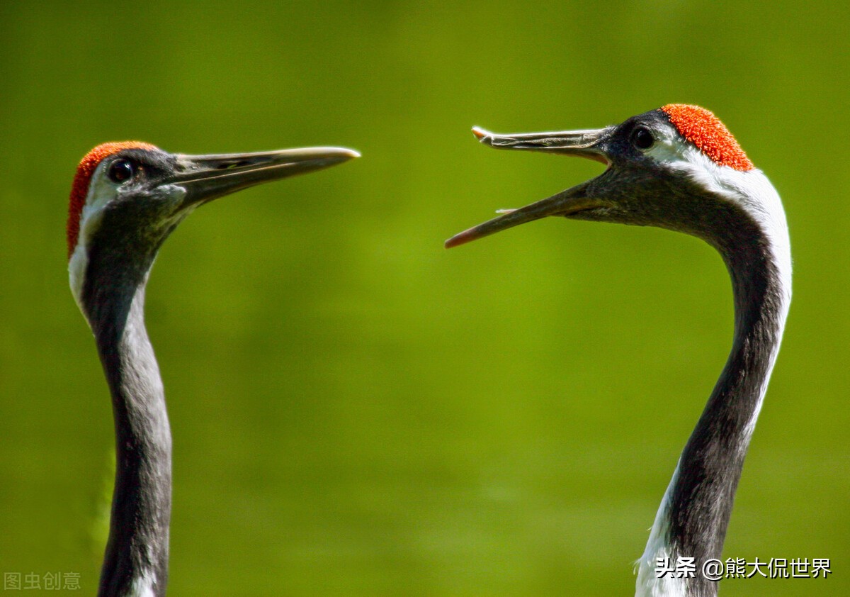 Why does Crane stand on one foot and sleep? - iMedia