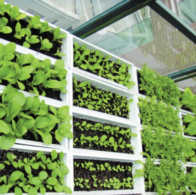 Homemade green and healthy insect repellent-suitable for balcony ...