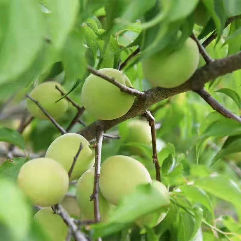 Seasonal fruit dynamics in Conghua from April to May, green plums/early ...