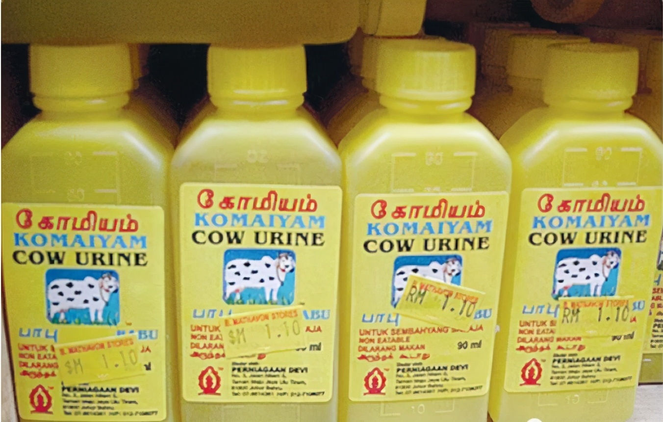 Why do Indians like to drink cow urine? Modi: Cow urine is the best ...