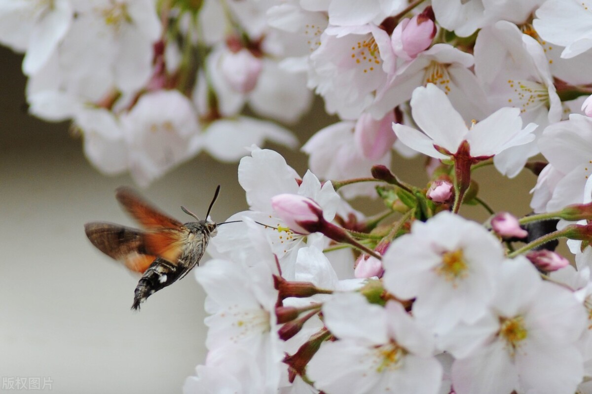 Have you been to the 5 must-visit places in "The Most Beautiful April ...