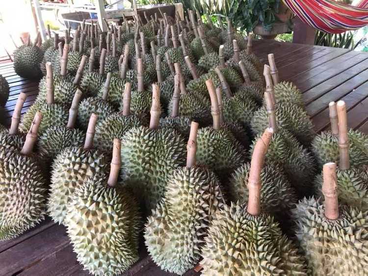 The durian season in Battambang Province, Cambodia has begun, the ...