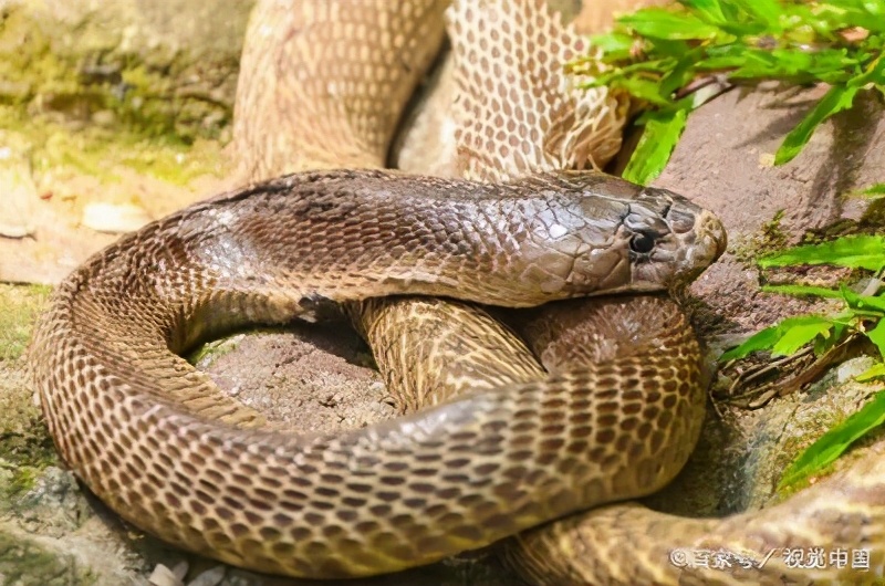 India's four venomous snakes, combined with the British venomous snakes ...