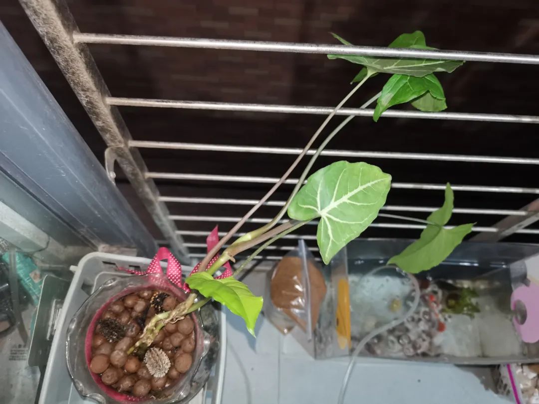 Hydroponic potted Heguo Taro, this method can make the root system grow ...