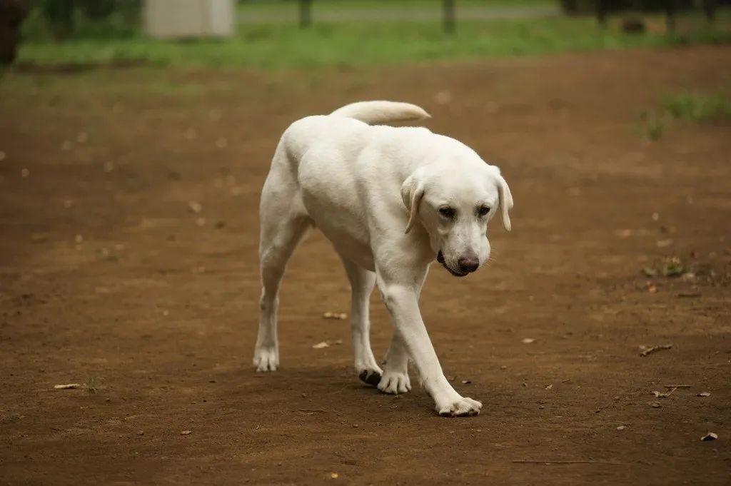 In the rainy season, dog interdigital inflammation frequently occurs ...