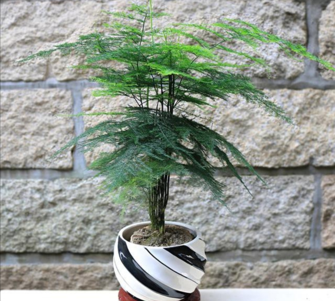 5 kinds of flowers, I am afraid of watering more in winter, and the dry ...