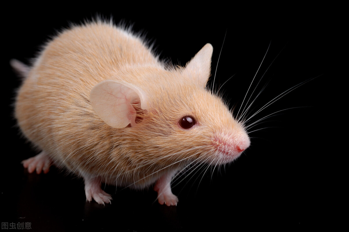 Chinese scientists succeeded in making male mice pregnant!First in the ...