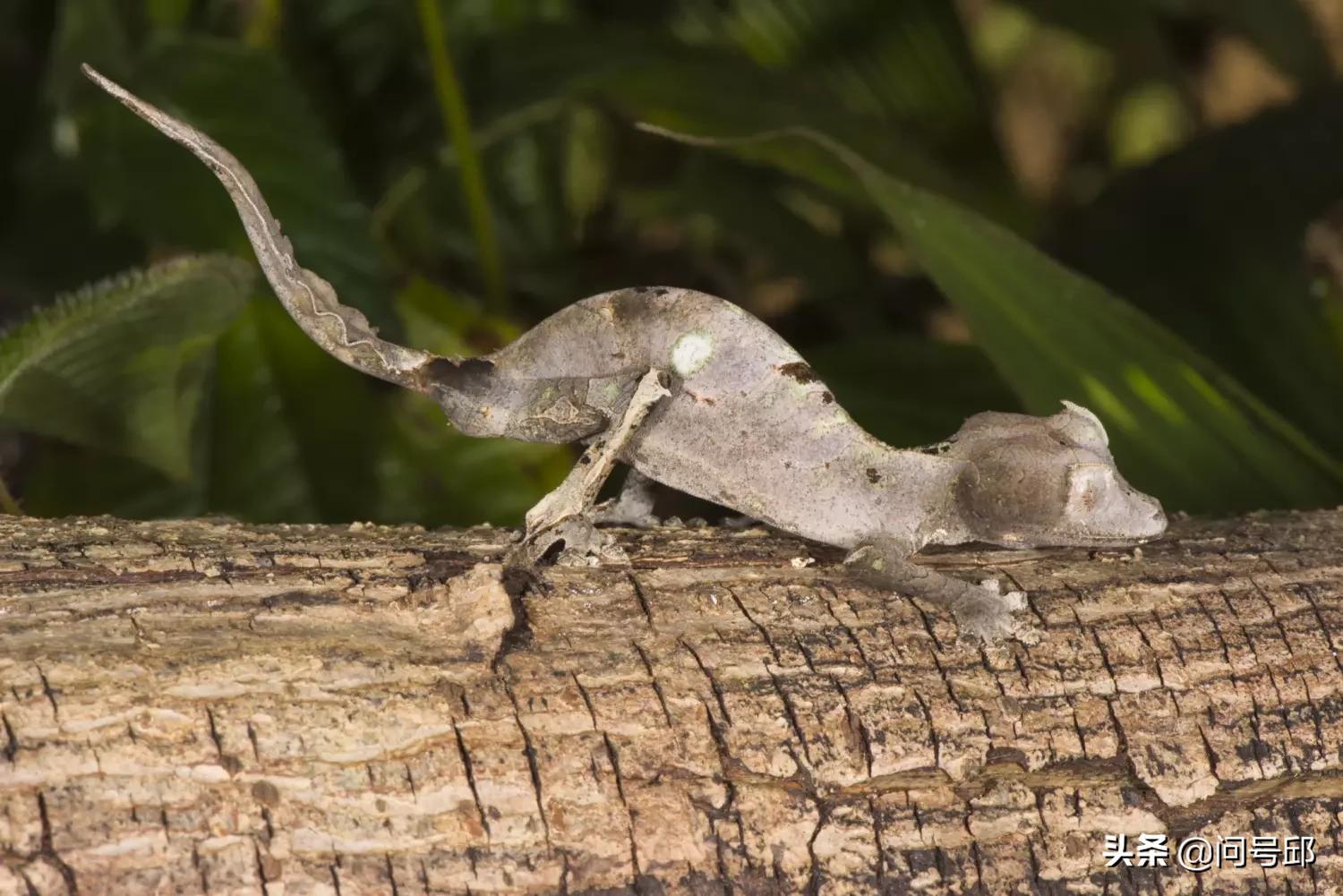 The "demon lizard", a master of camouflage in the animal kingdom: gray ...
